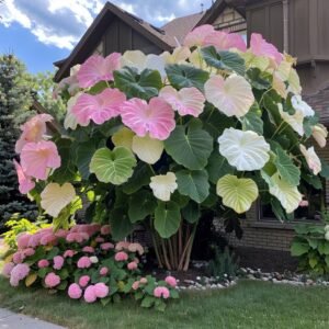 The Vibrant World of Caladiums: Growing, Caring, and Appreciating ...
