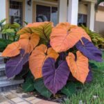 Top 10 Most Stunning Giant Caladium Varieties and How to Grow Them ...