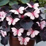 A Comprehensive Guide to Growing Begonia Moonlight Butterfly - Pngland.com