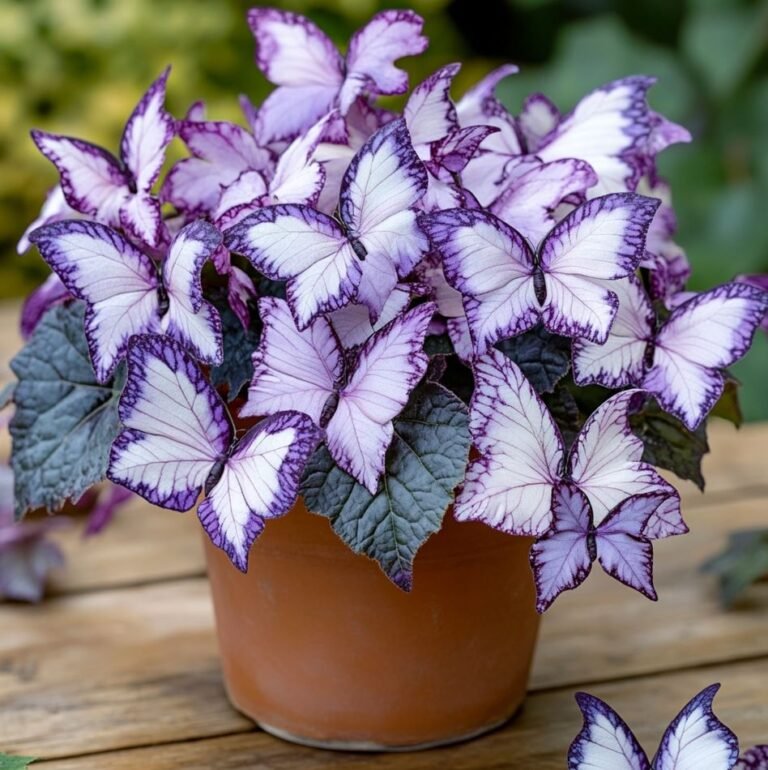 Top 5 Gardens Selling Moonlight Butterfly Begonia Seedlings in the ...
