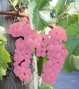 The Pink Koshu Grapes of Japan - Pngland.com